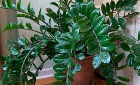 Activa el poder de la planta millonaria con estos sencillos rituales