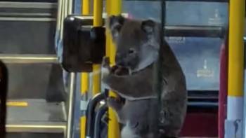 Un pasajero inusual dentro del bus se hace viral