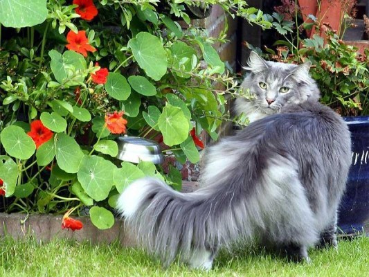 Los gatos mas bellos del mundo