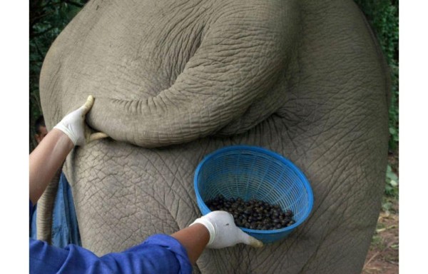 Café de caca de elefante se vuelve un producto lujoso