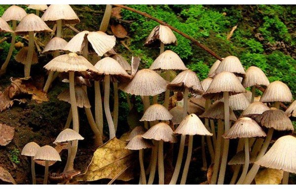 Un hongo le produce orgasmos instantáneos a las mujeres