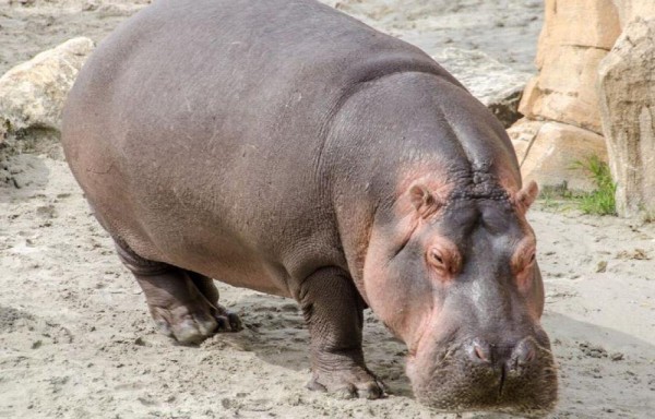 Tres personas hospitalizadas por el peo de un hipopótamo