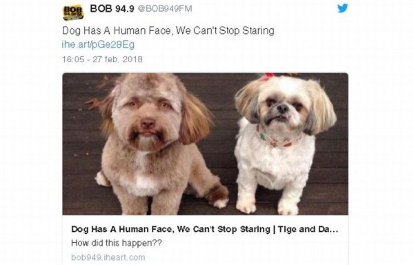 Perro con cara de humano se viraliza en las redes