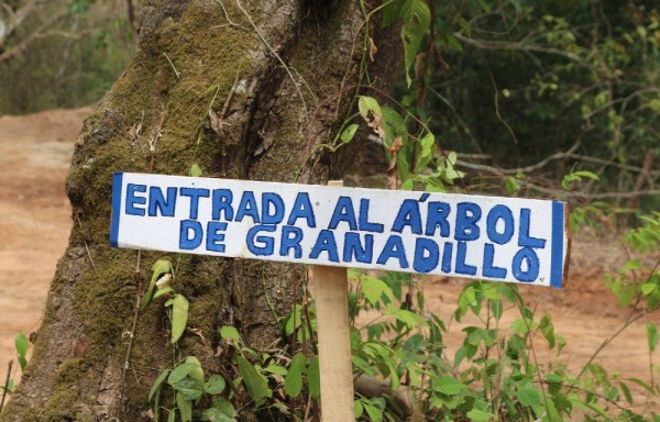 El misterioso árbol de Granadillo de Río de Jesús
