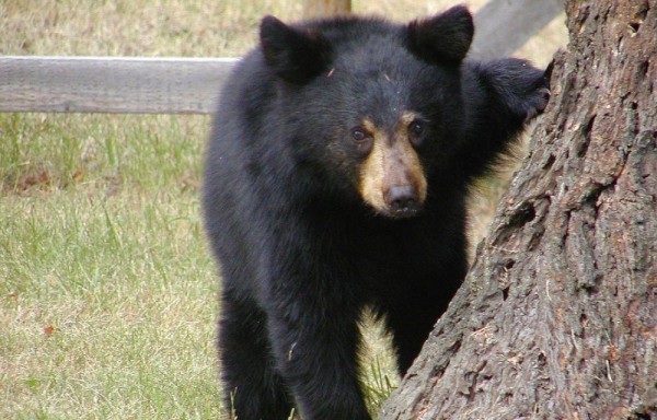Tenía un oso como mascota en un departamento