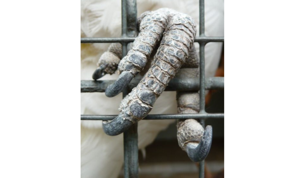 Rescatan en Ecuador un guacamayo azul, uno de los loros más grandes del ...