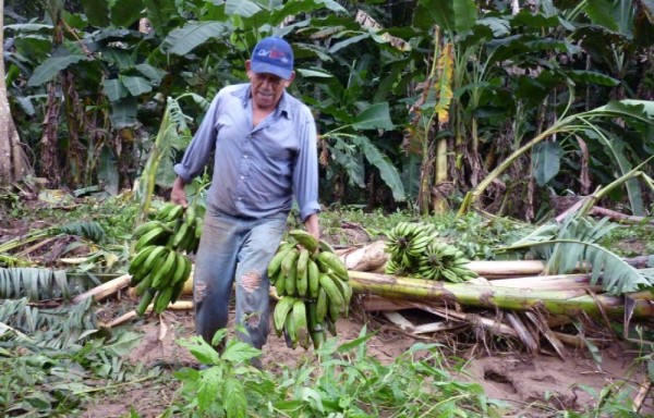 Mida intenta prevenir ingreso de hongo que daña al plátano y guineo