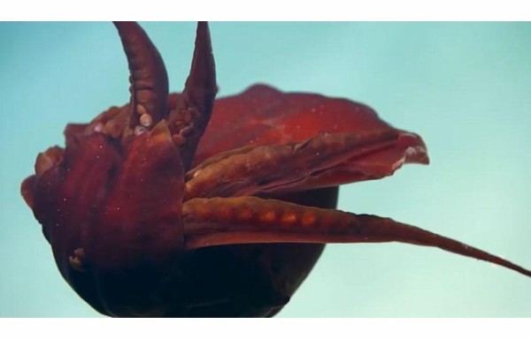 Descubren una misteriosa criatura