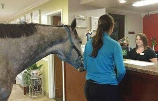 Se alojó con su caballo en un hotel