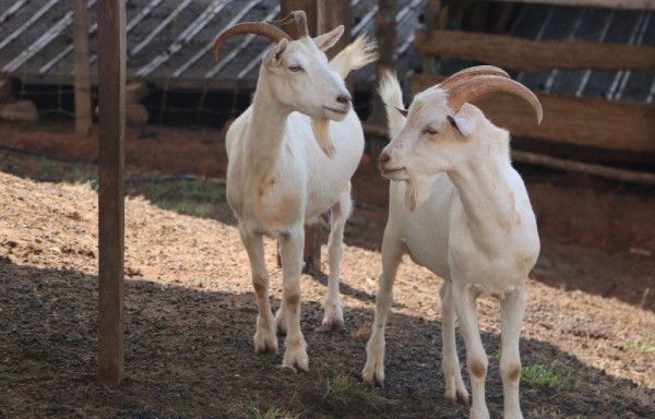 Panamá está apostando por el desarrollo de la producción caprina